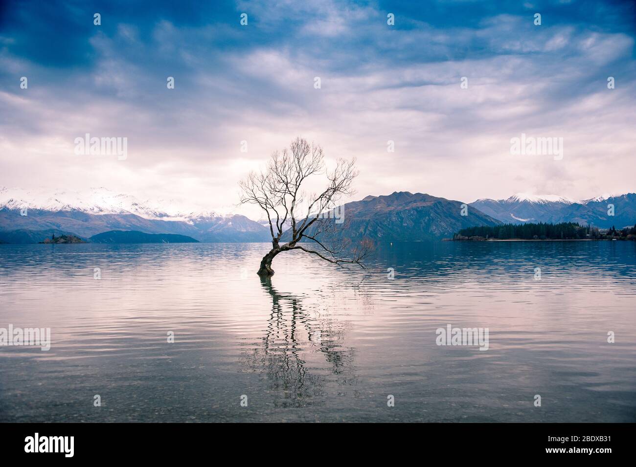 The famed 'Lone Tree of Wanaka' stands isolated against New Zealand's ...