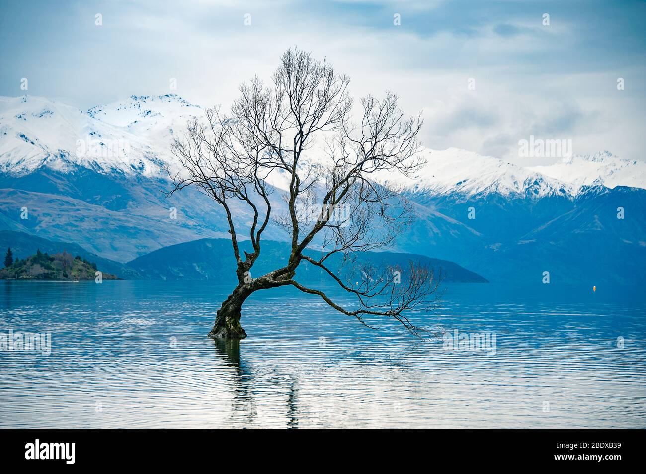 The famed 'Lone Tree of Wanaka' stands isolated against New Zealand's ...
