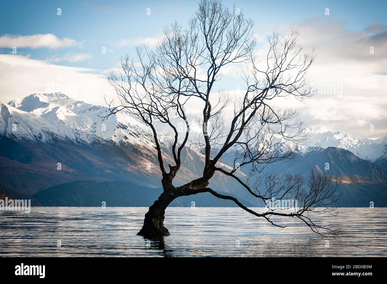 The famed 'Lone Tree of Wanaka' stands isolated against New Zealand's ...