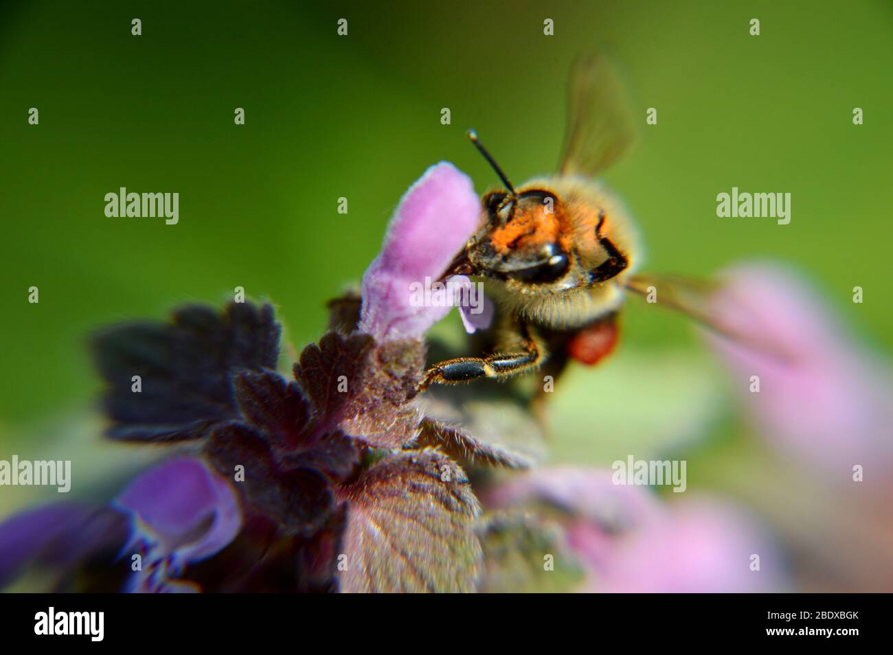 Close up macro insect on flowers Stock Photo - Alamy