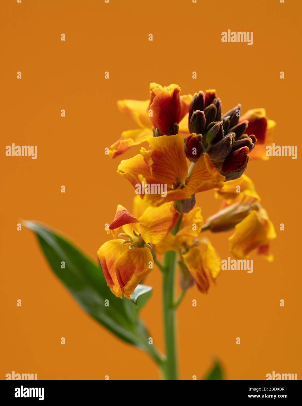 Plant out plant wallflowers hi-res stock photography and images - Alamy