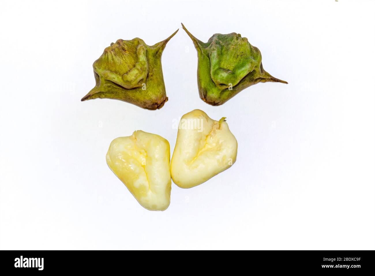 Devil Nut High Resolution Stock Photography and Images - Alamy