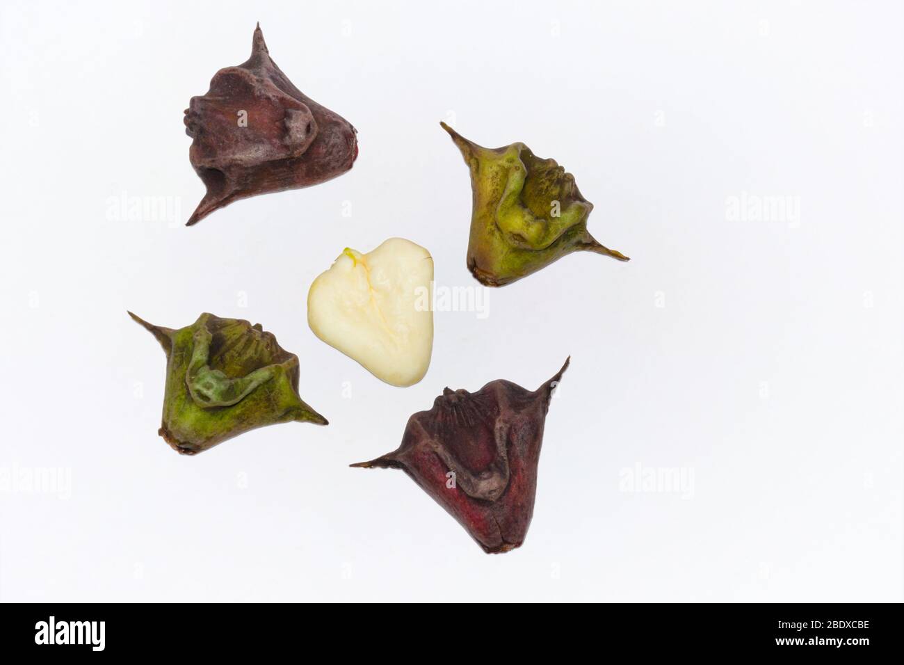 Water Chestnut High Resolution Stock Photography and Images - Alamy