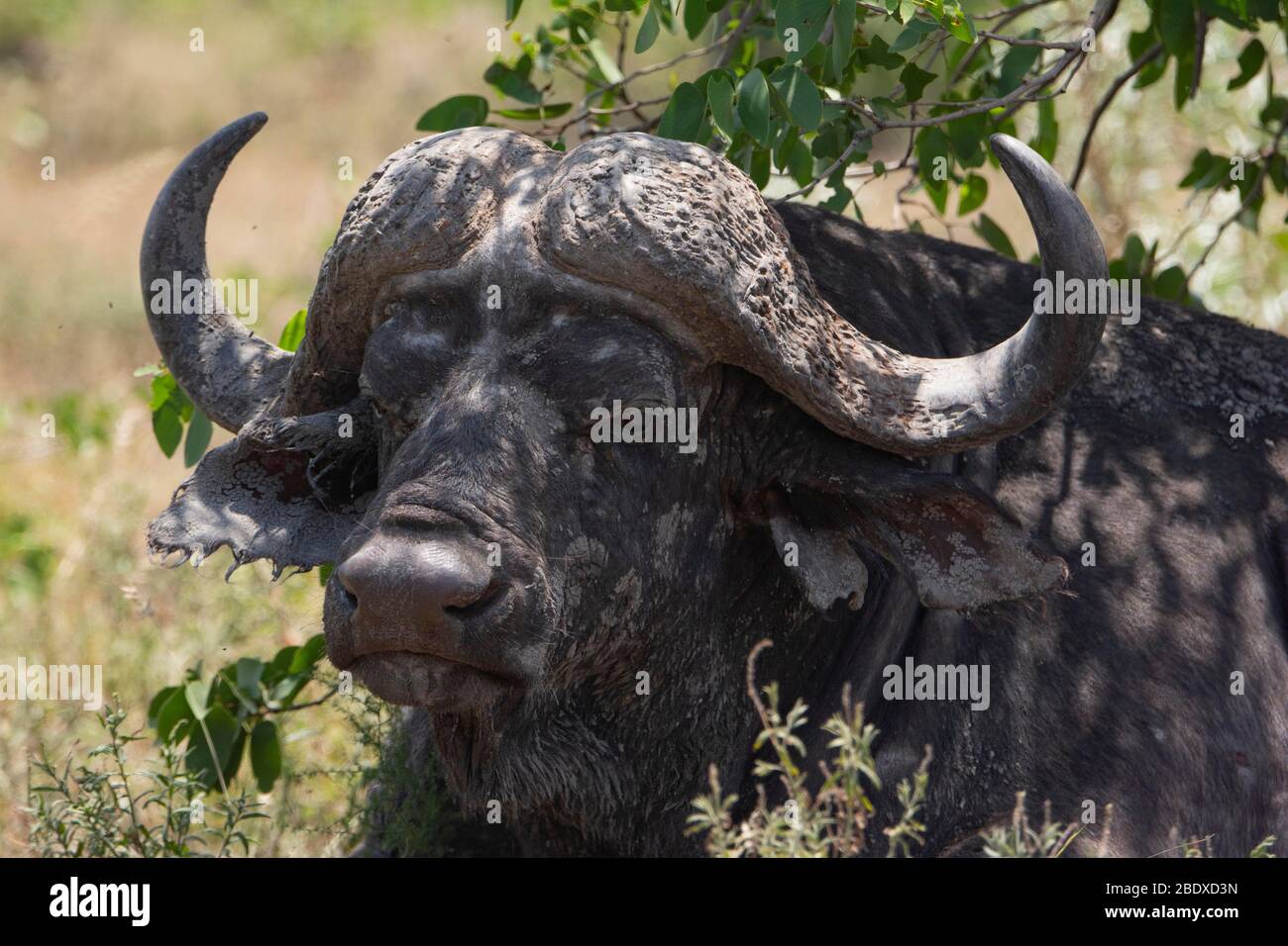 Buffalo portrait shadow hi-res stock photography and images - Alamy