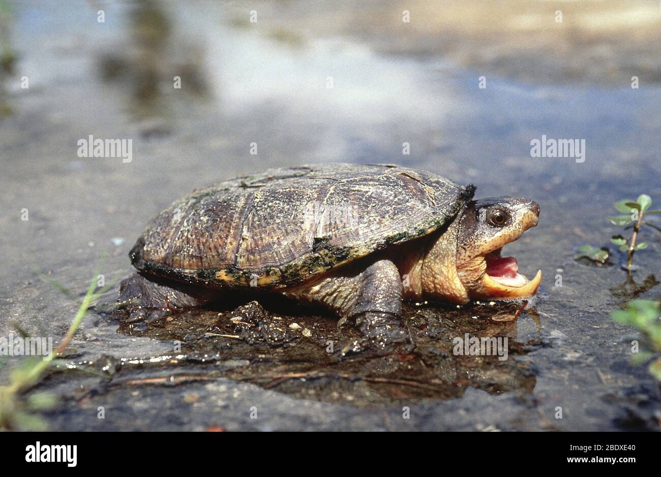 Narrow bridged musk turtle claudius angustatus hi-res stock photography ...