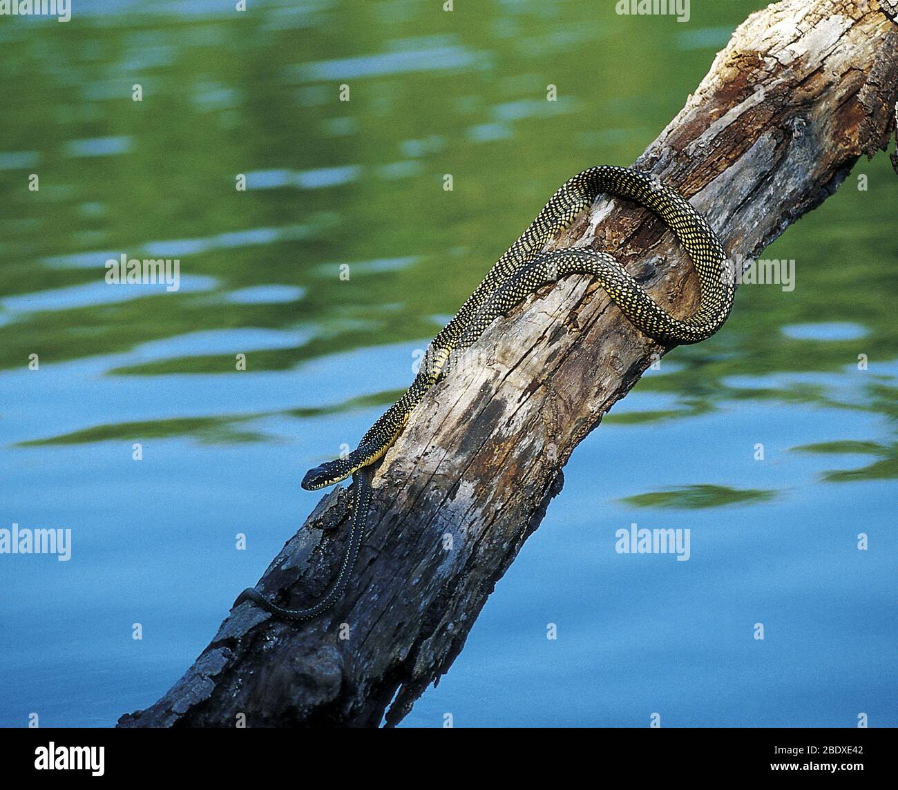 Puffing snake bird hi-res stock photography and images - Alamy