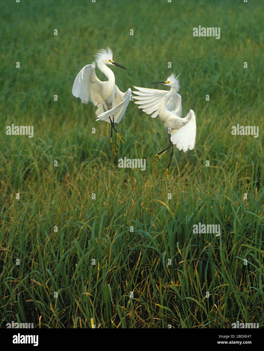 Flying egrets hi-res stock photography and images - Alamy