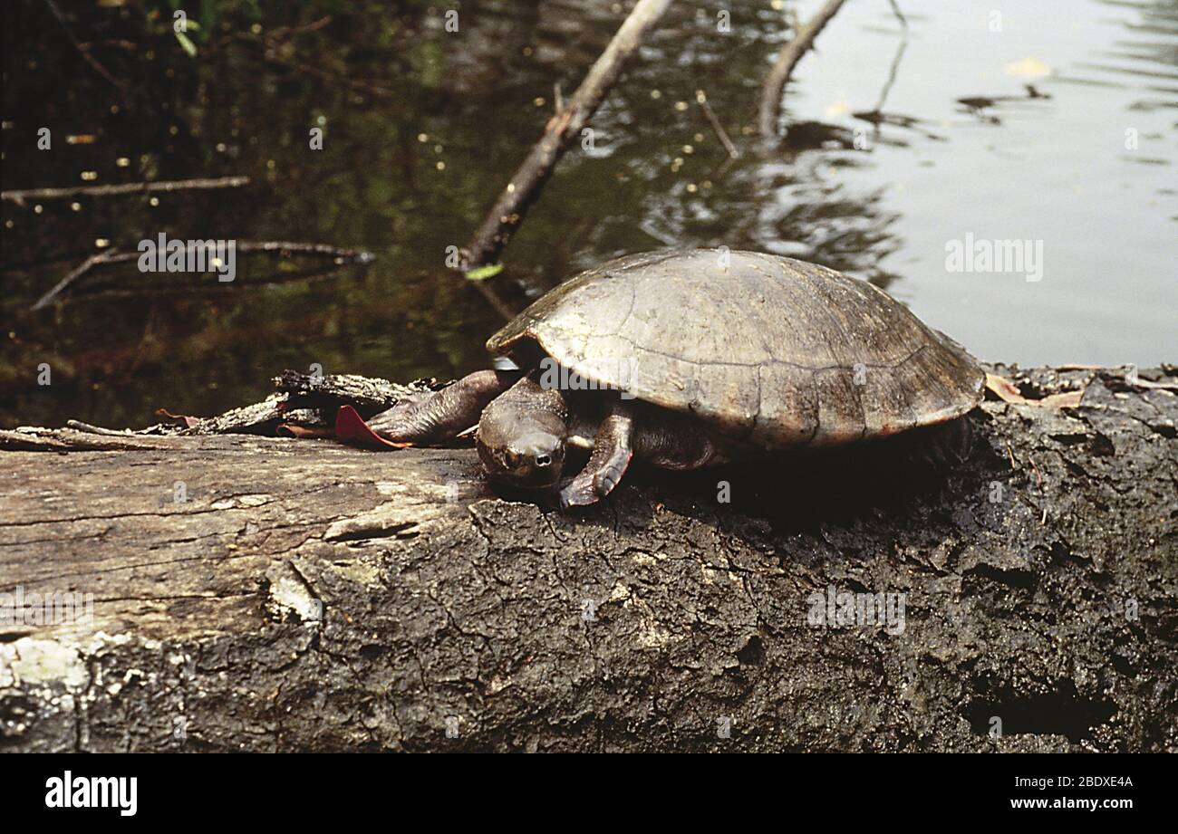 Central American River Turtle Stock Photo - Alamy
