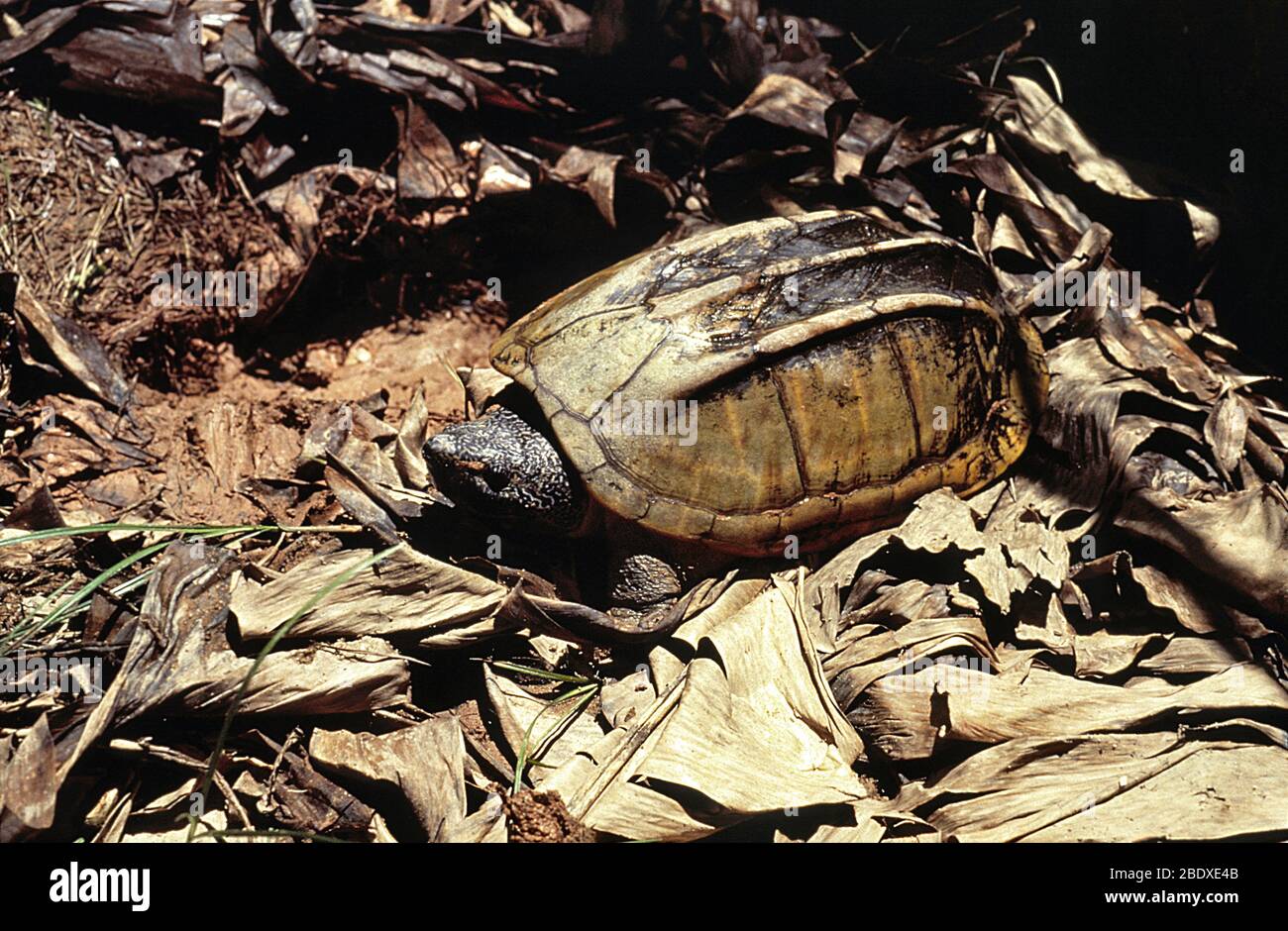 Mexican Giant Musk Turtle Stock Photo - Alamy