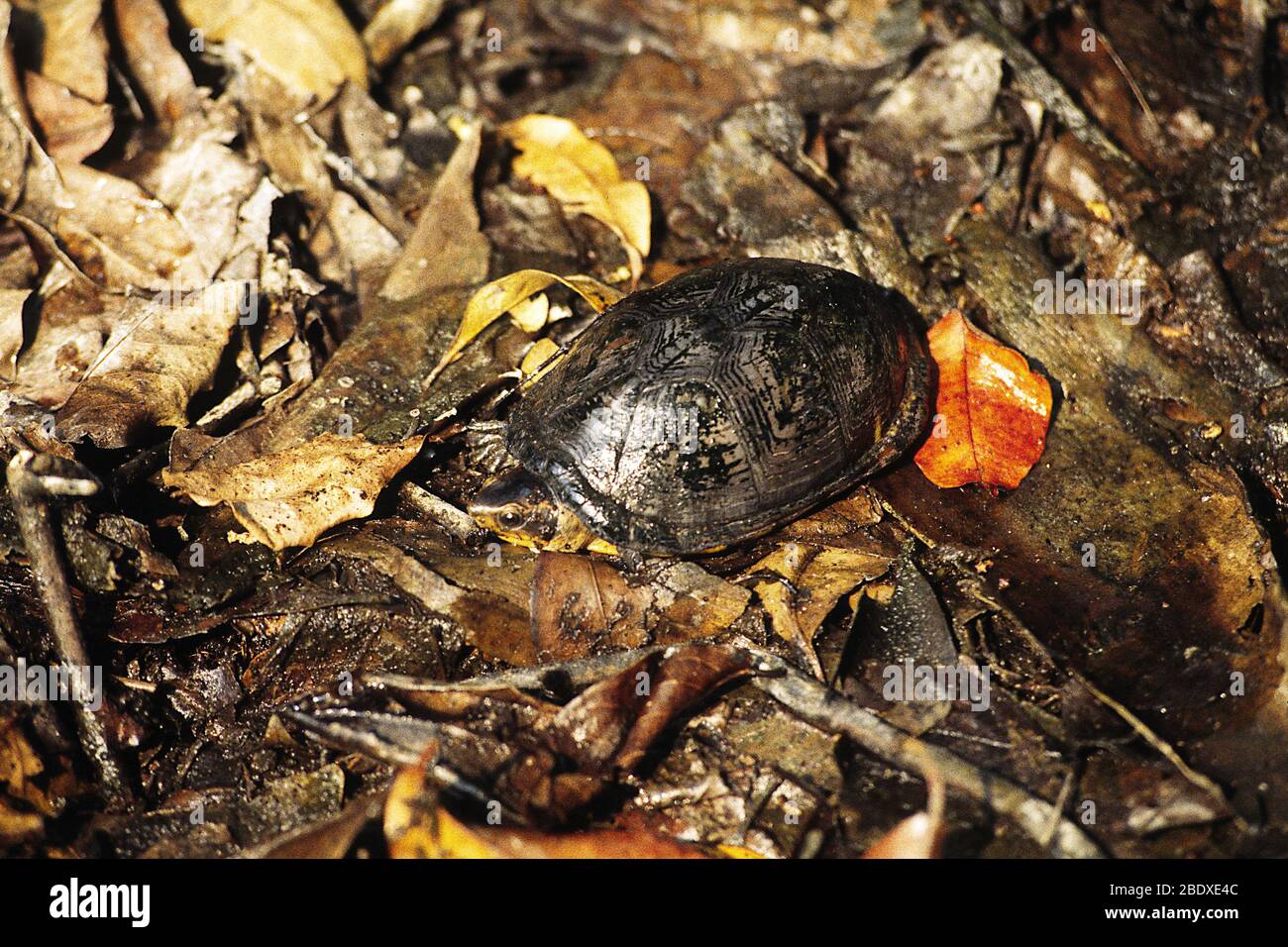 Tabasco mud turtle hi-res stock photography and images - Alamy
