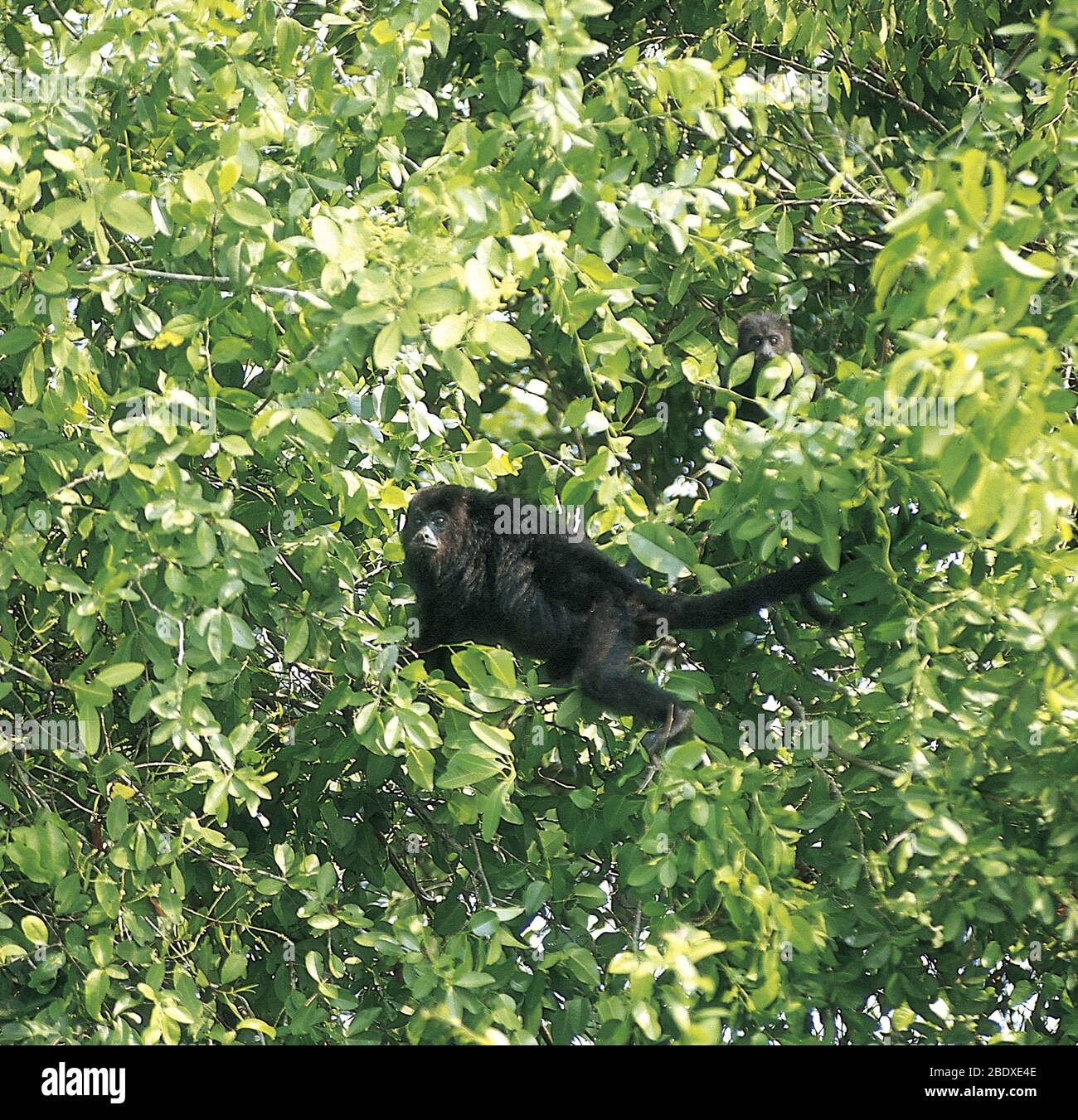 Howlers hi-res stock photography and images - Alamy