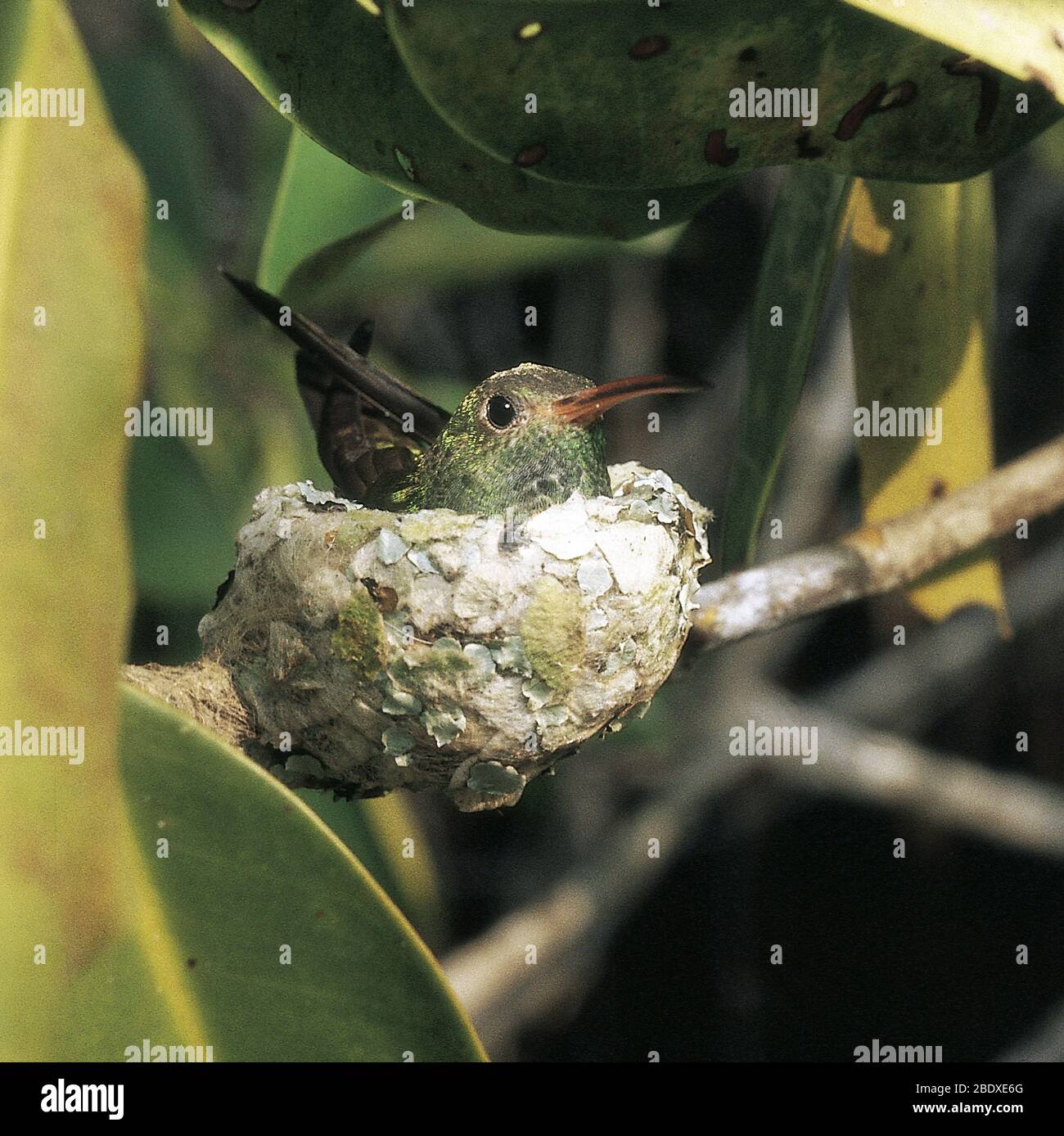 Buff bellied humming birds hi-res stock photography and images - Alamy