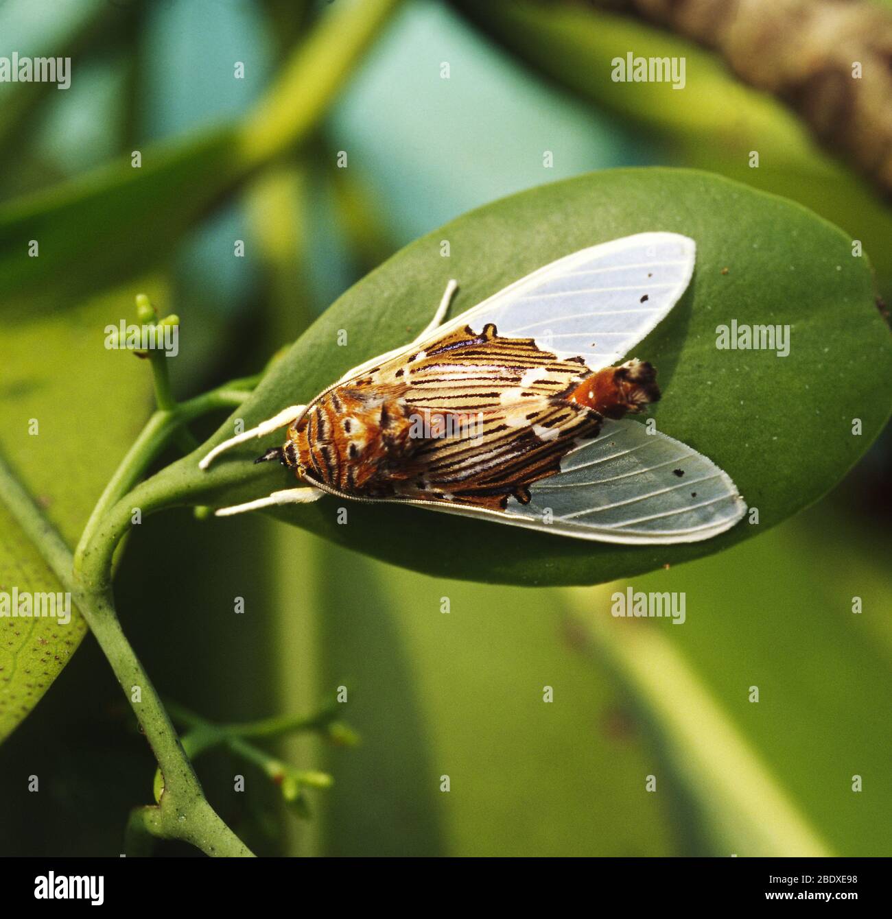 Moth in Mexico Stock Photo - Alamy