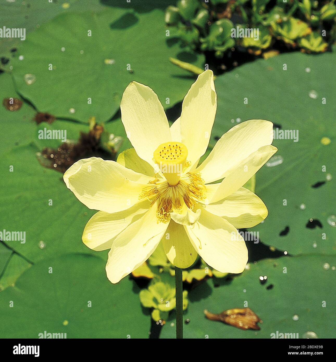 American lotuses hi-res stock photography and images - Alamy
