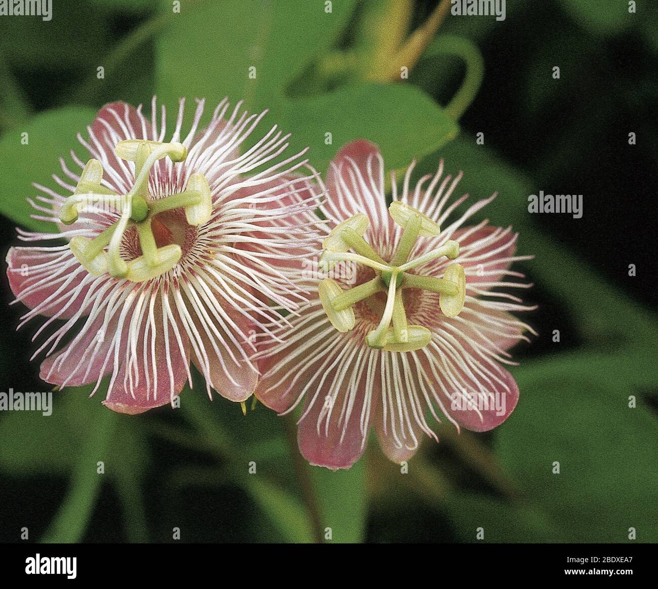 Stinking Passion Flower Stock Photo - Alamy