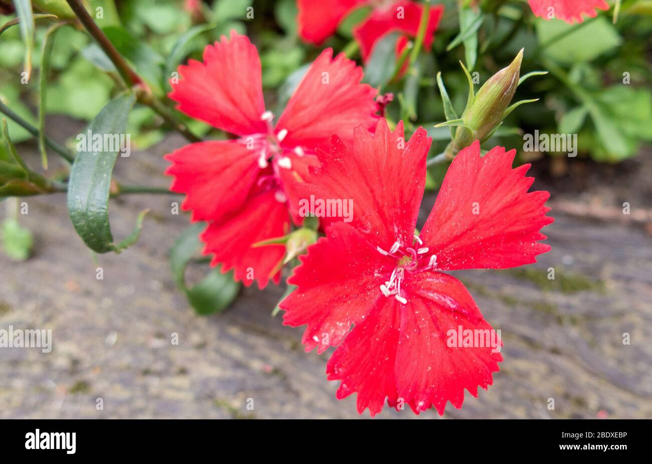 Red and red flower hi-res stock photography and images - Alamy