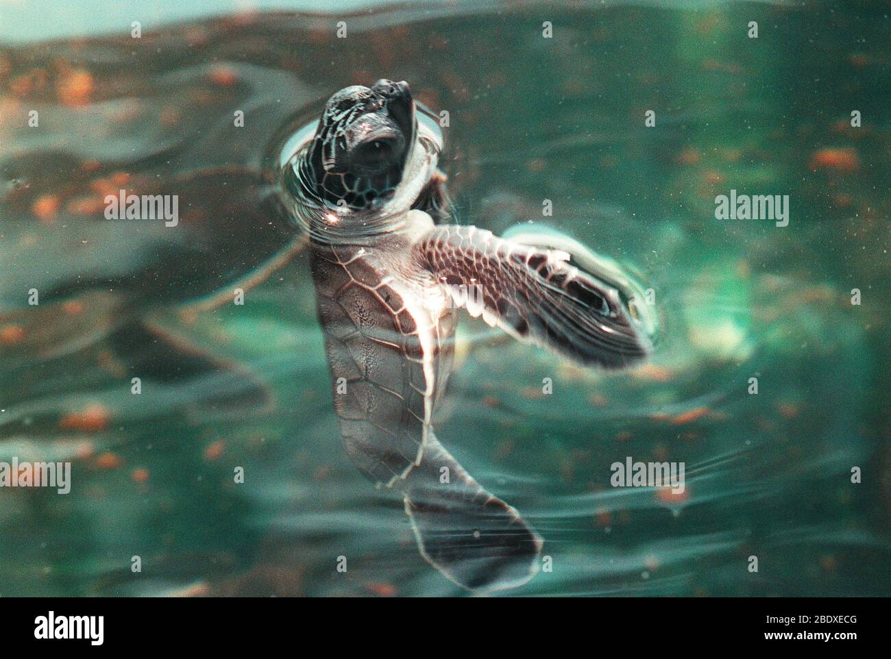 Loggerhead sea turtle baby swimming hi-res stock photography and images ...