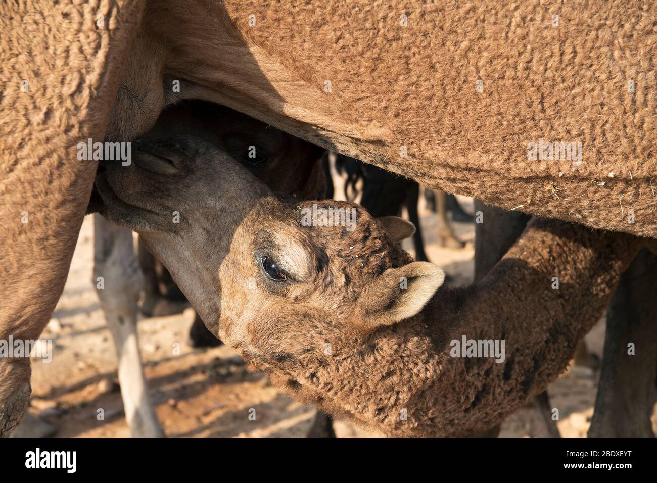 Baby camel drinking milk hi-res stock photography and images - Alamy