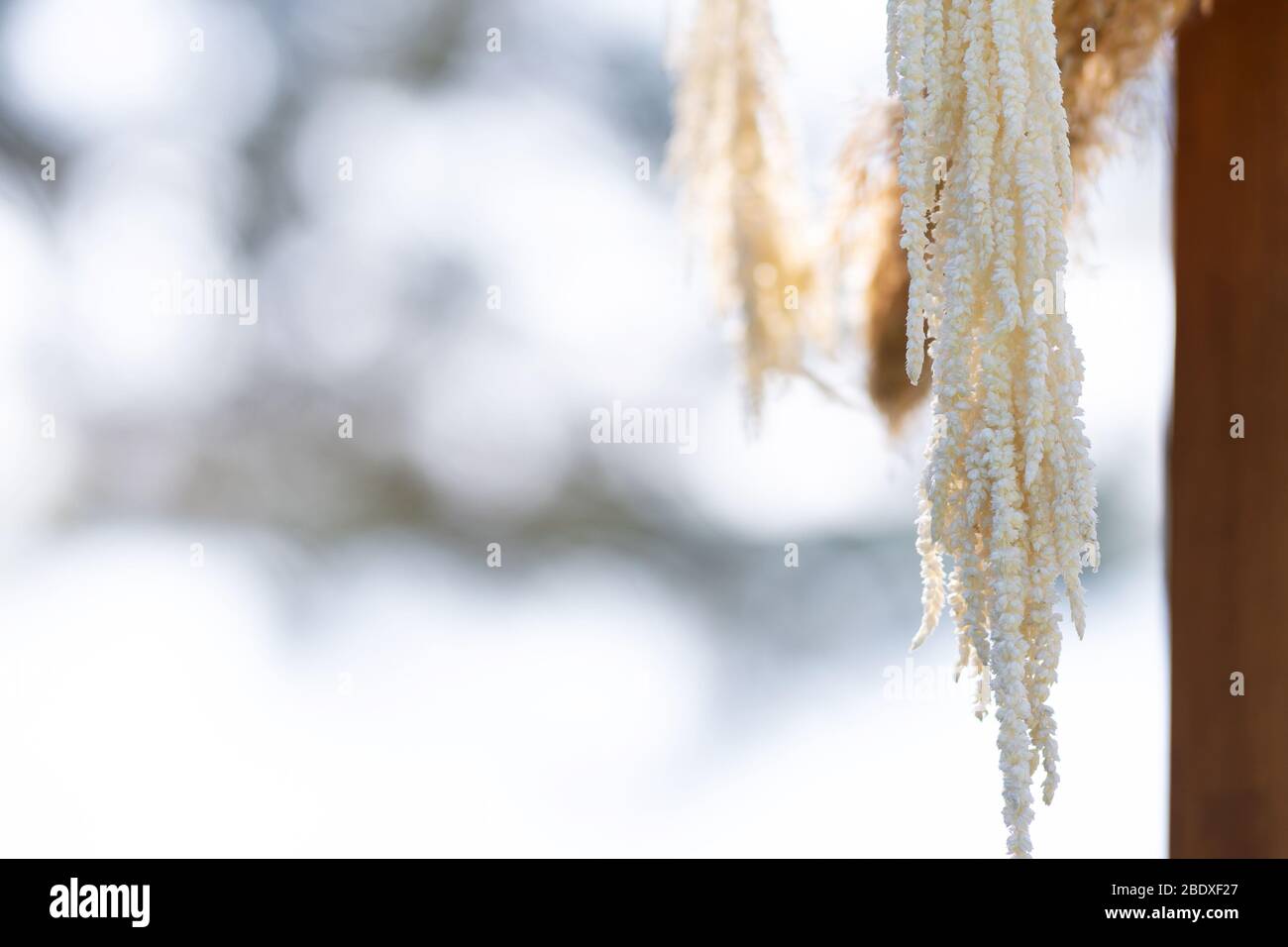Sprigs of dry grass hi-res stock photography and images - Alamy