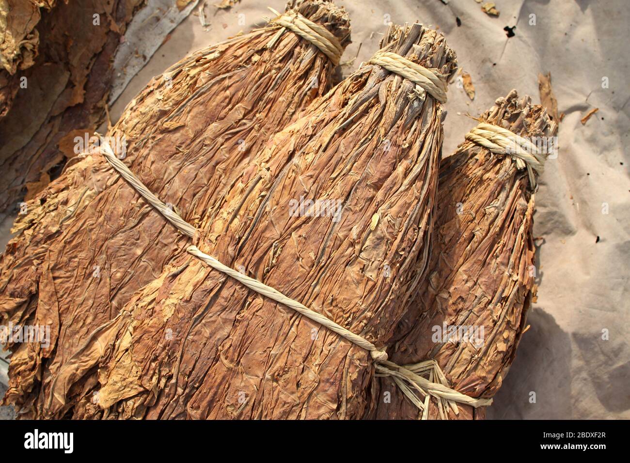 Bundles of tobacco leaves hi-res stock photography and images - Alamy
