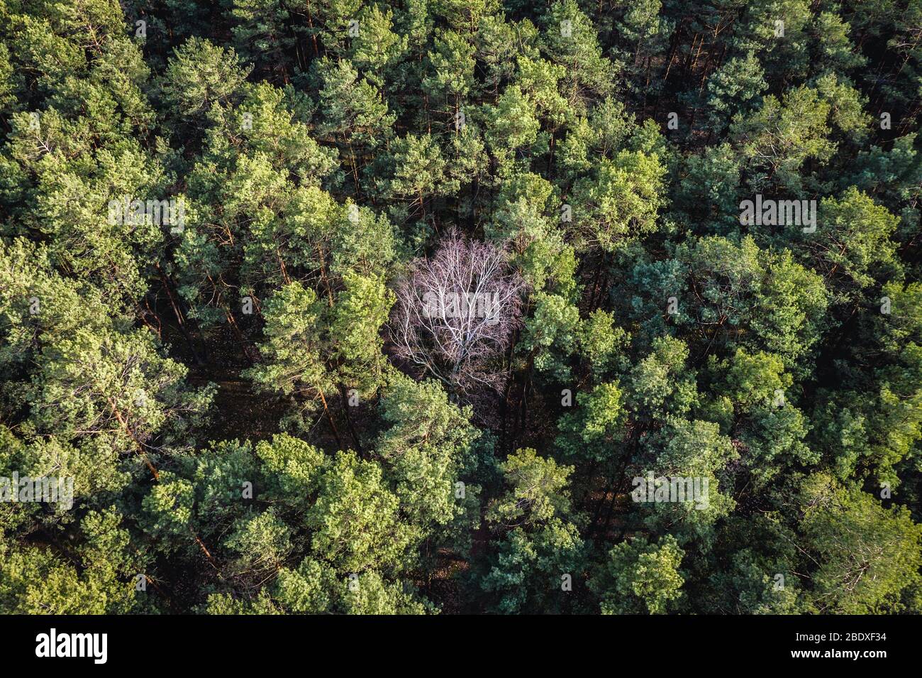 Trees in Masovian Landscape Park protected area in Karczew town in ...