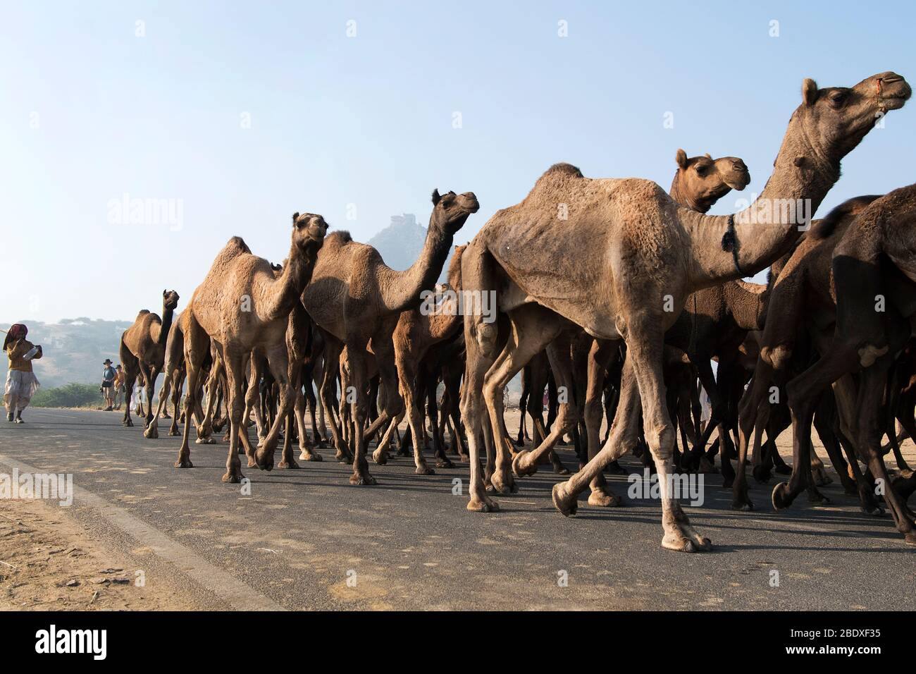 Animal fair hi-res stock photography and images - Alamy