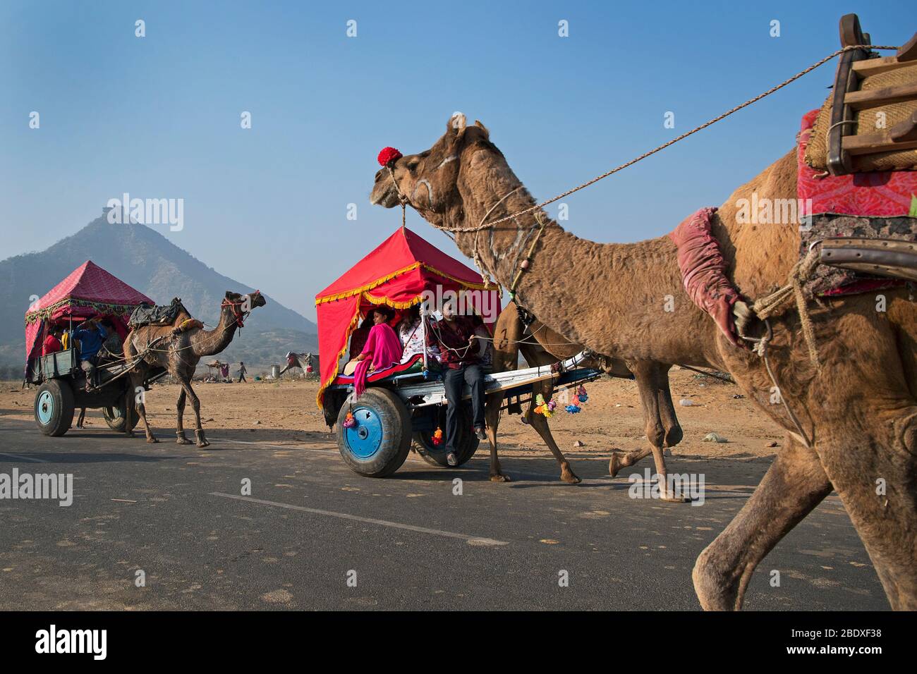 Camel cart with tourist at pushkar animal hi-res stock photography and ...