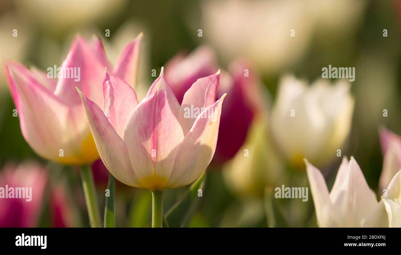Hortus bulborum hi-res stock photography and images - Alamy