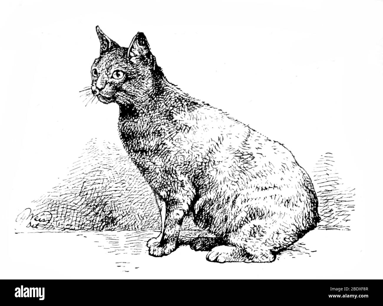 Manx cats hi-res stock photography and images - Alamy