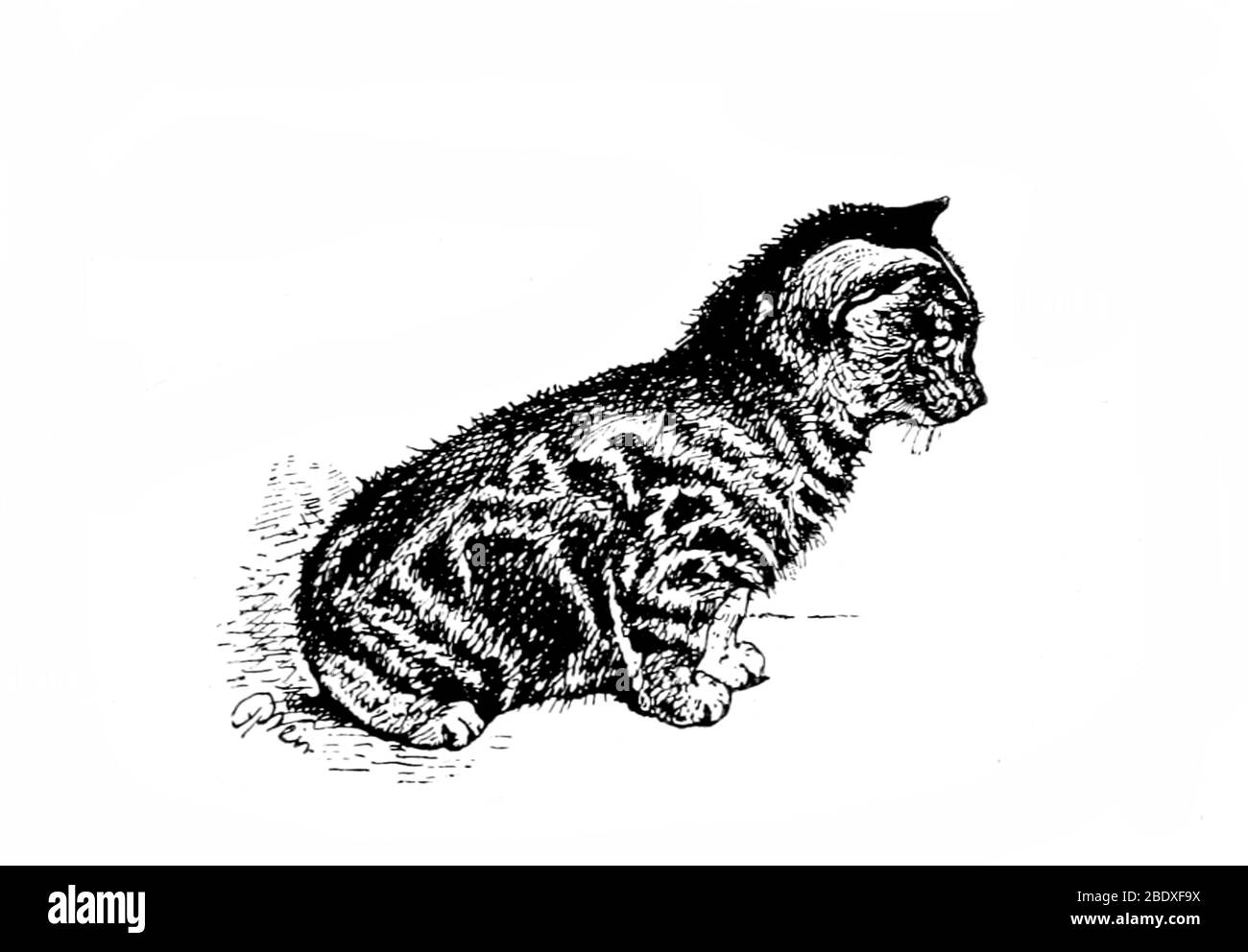 Manx domestic cat breed cat hi-res stock photography and images - Alamy