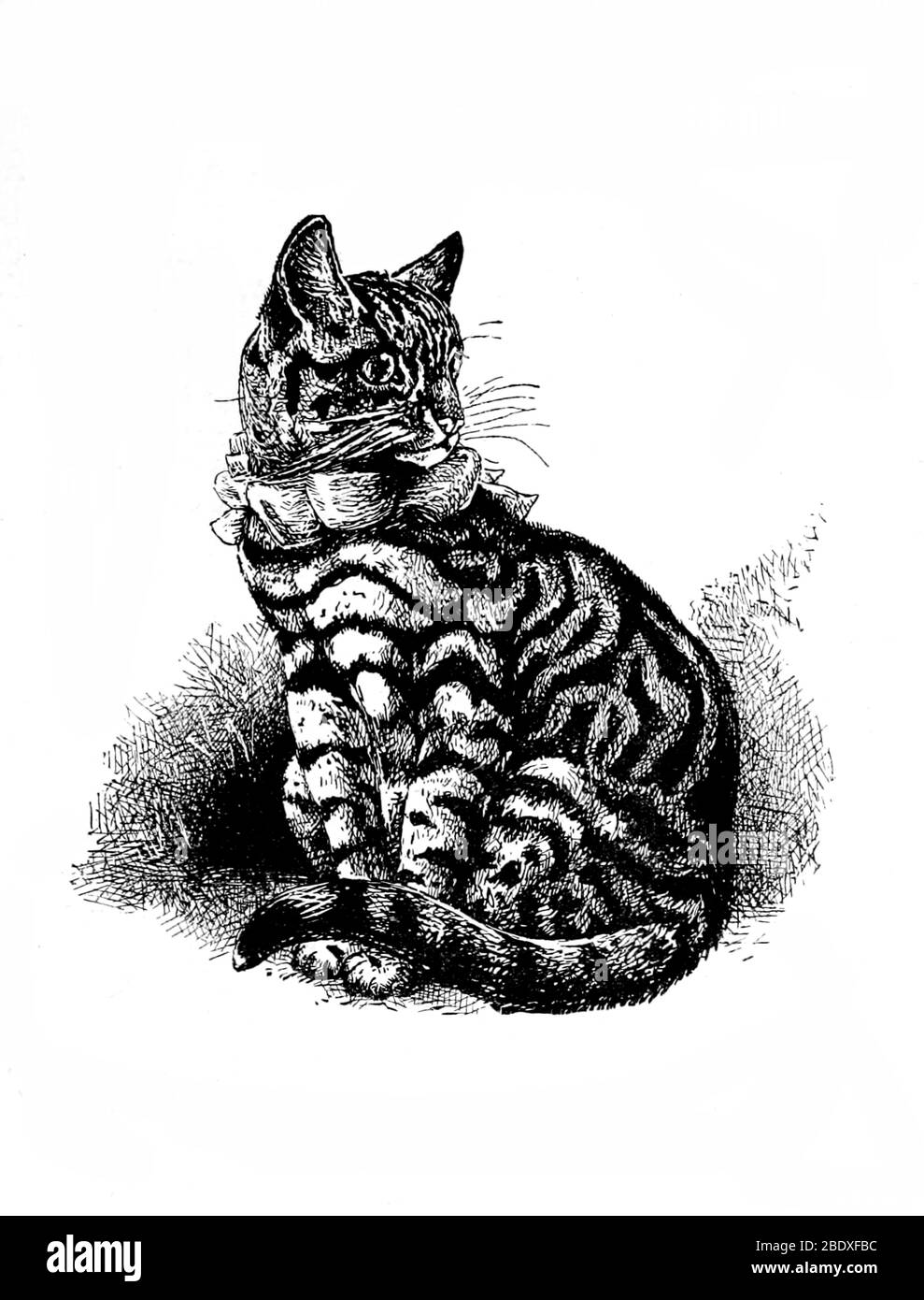 Mackerel tabby cat hi-res stock photography and images - Alamy