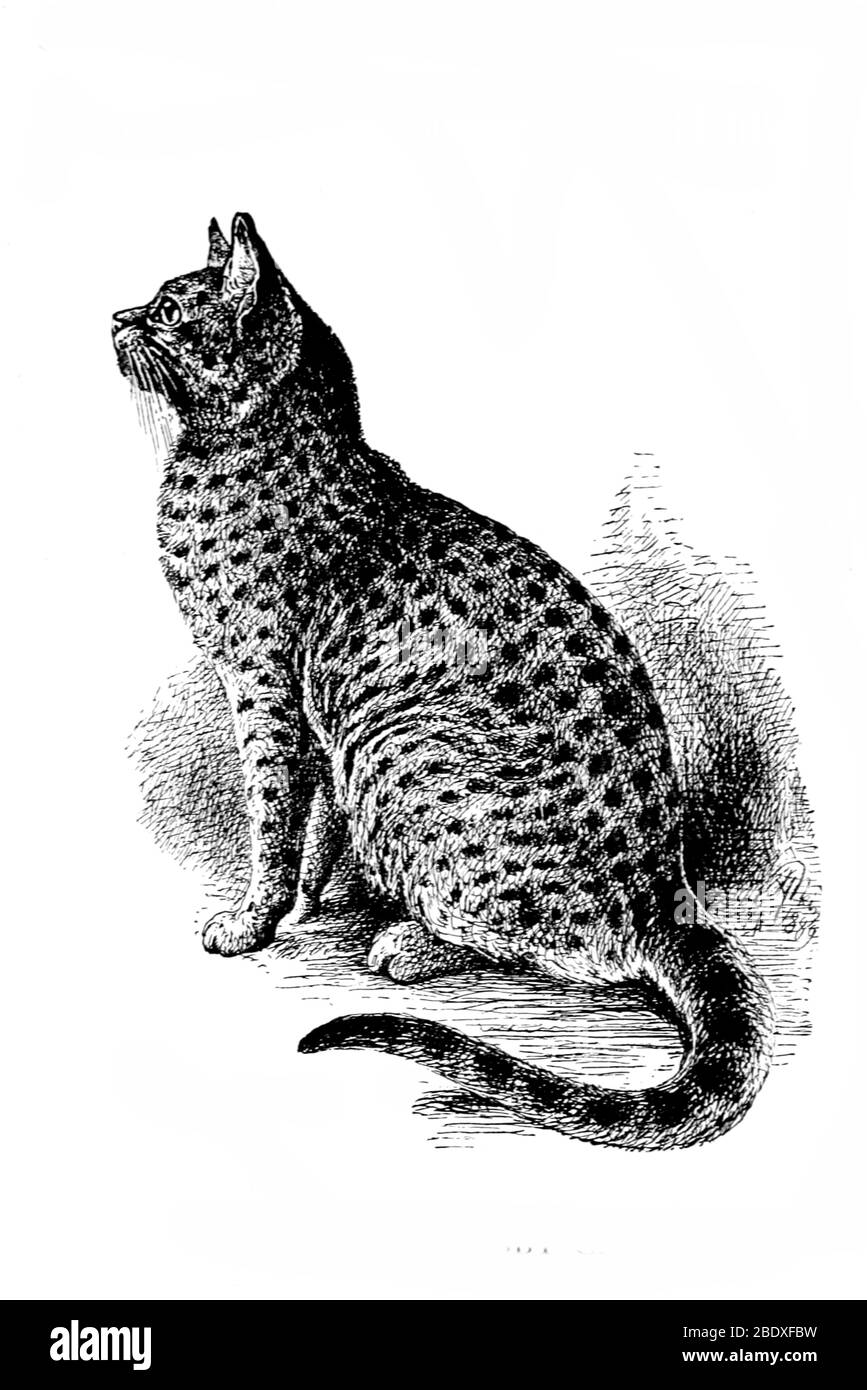 Spotted Tabby Cat Stock Photo - Alamy