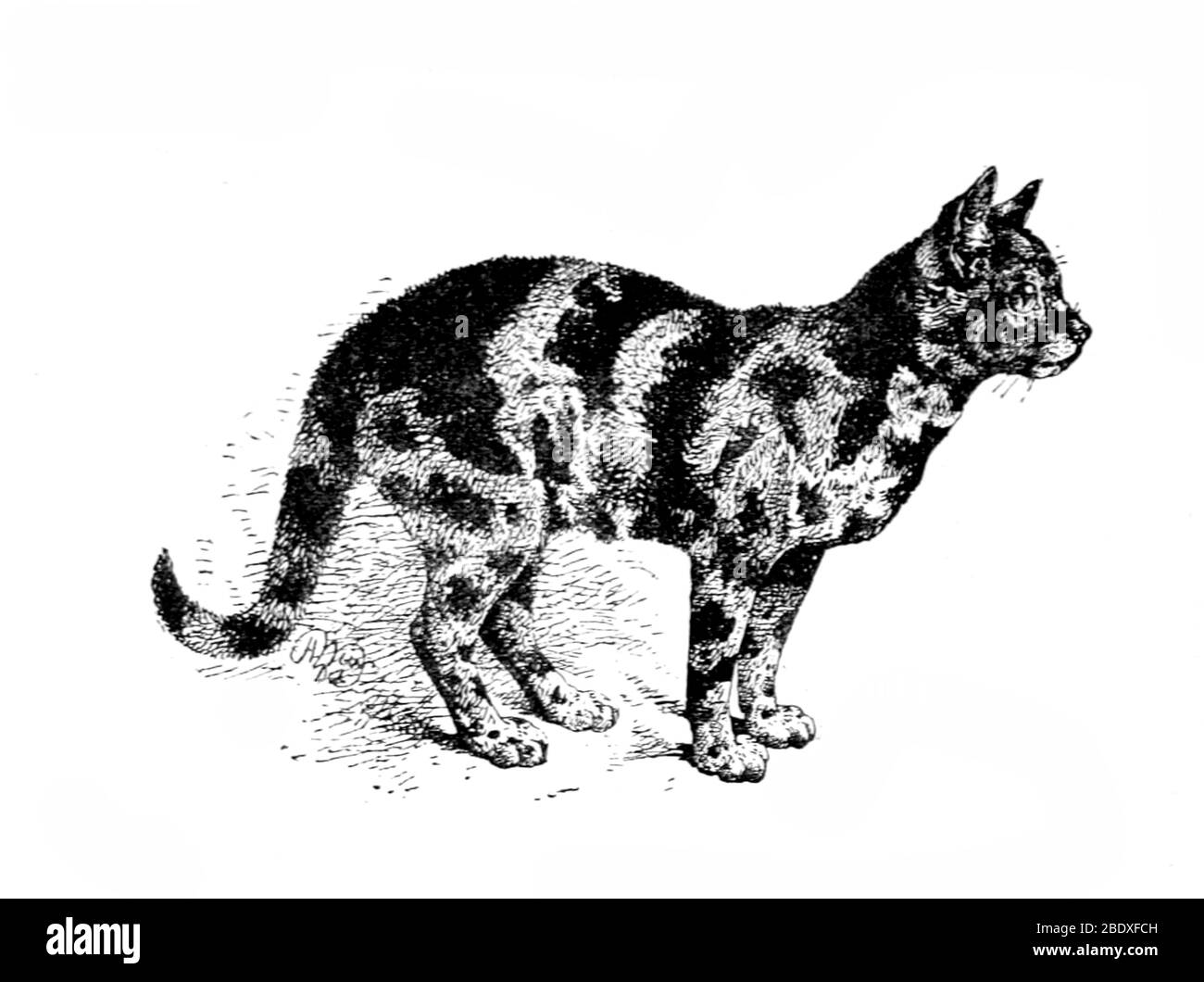 Cat coloring hi-res stock photography and images - Alamy