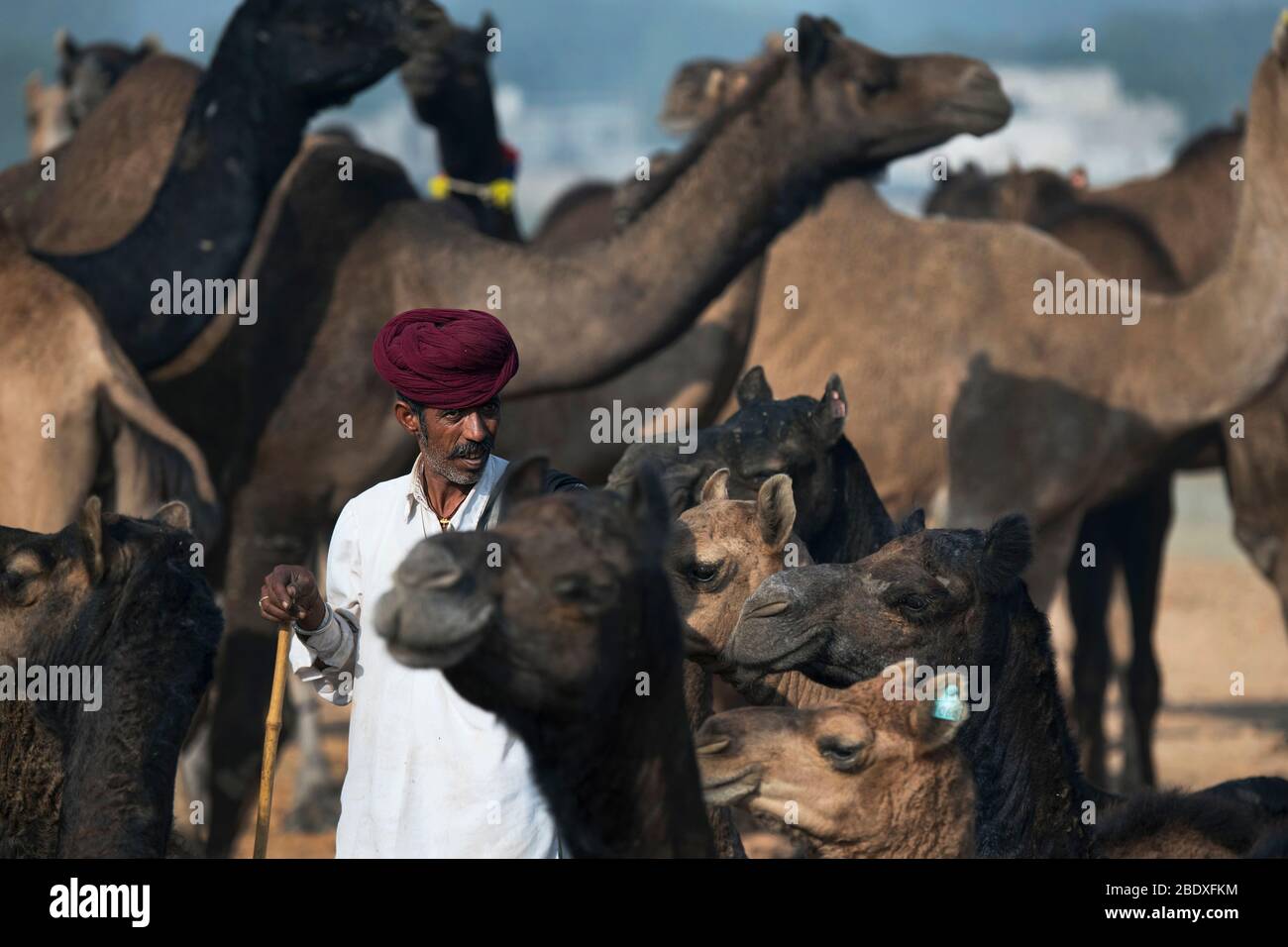 The image of Rajasthani man portrait at Pushkar animal Fair, Ajmer ...