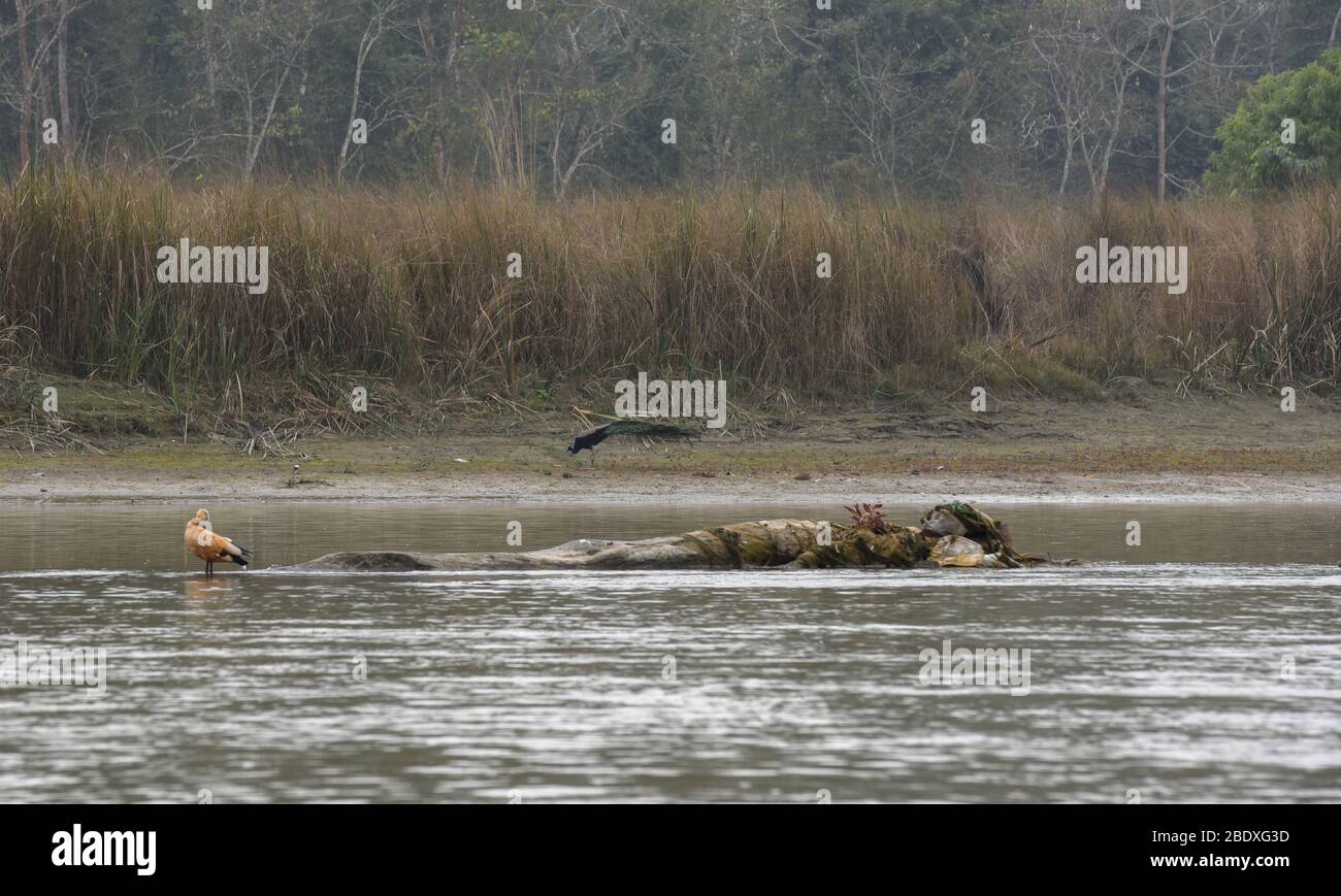 Peacock at Chitwan national park in Nepal Stock Photo - Alamy