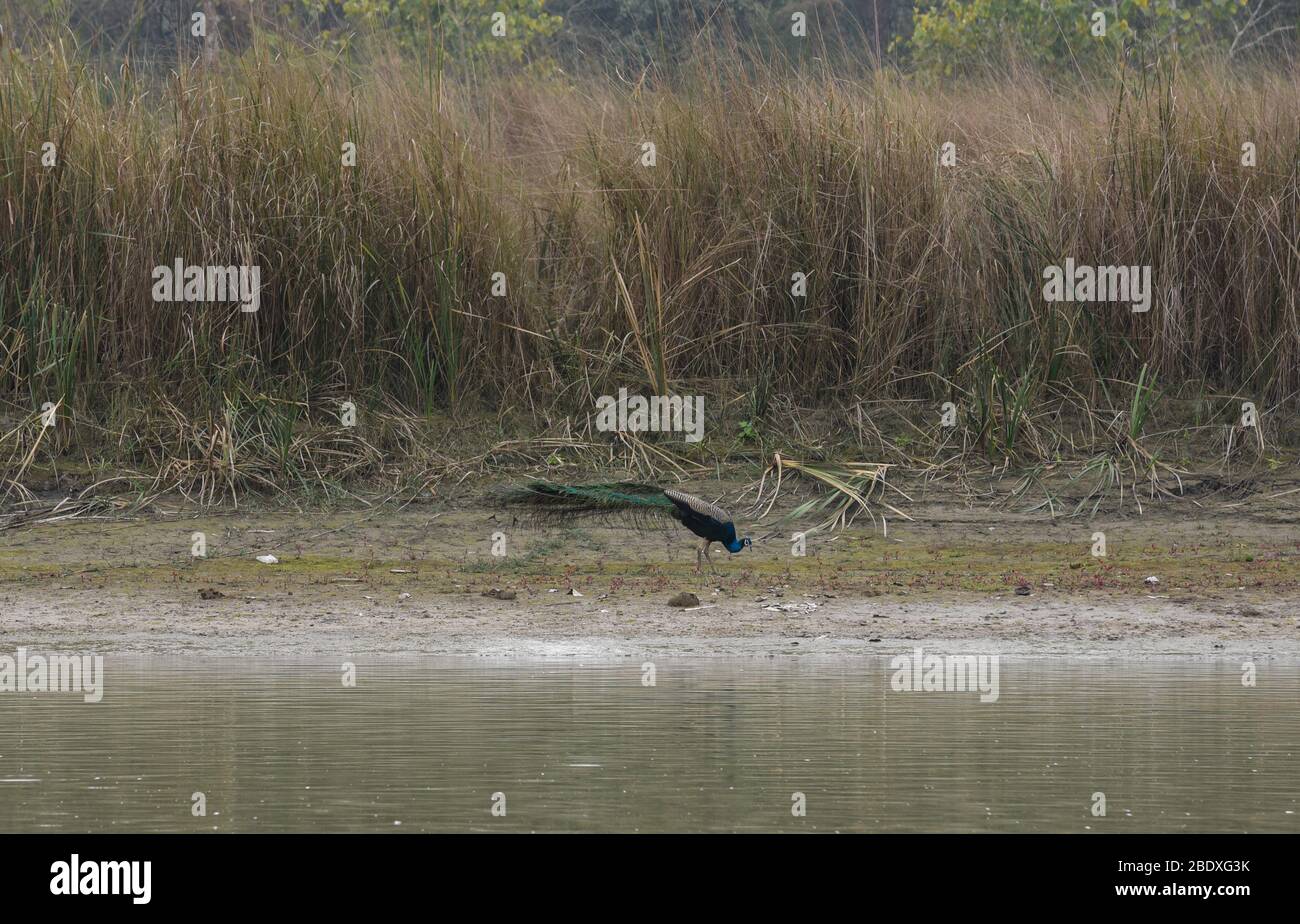 Peacock at Chitwan national park in Nepal Stock Photo - Alamy
