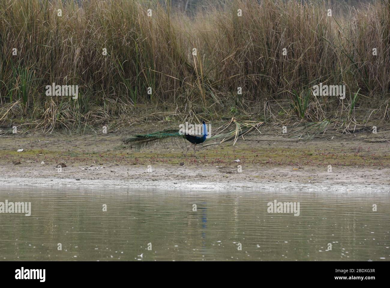 Peacock at Chitwan national park in Nepal Stock Photo - Alamy