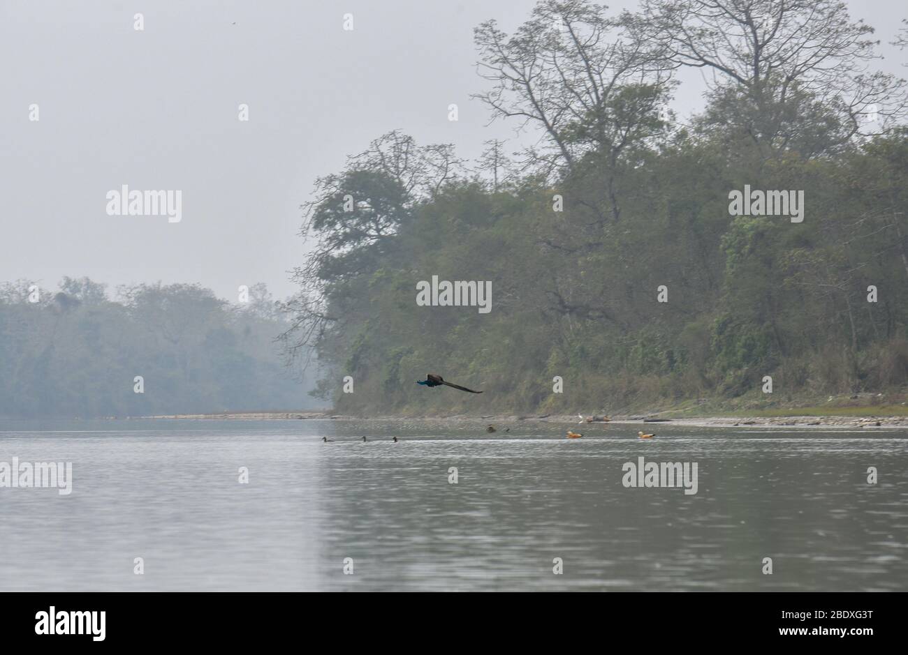 Peacock at Chitwan national park in Nepal Stock Photo - Alamy