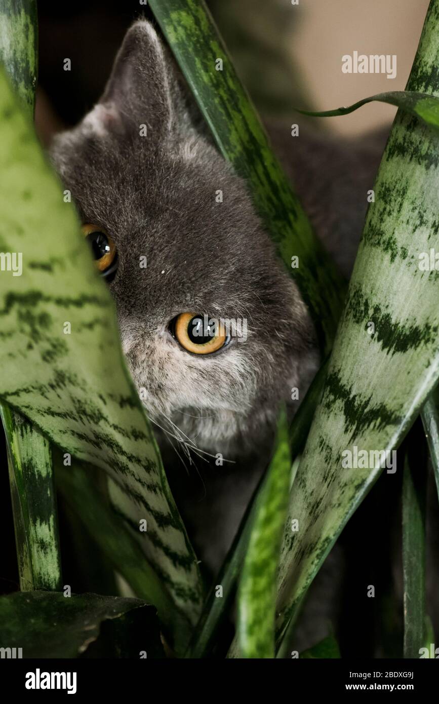Grey Selkirk Rex cat hiding amongst the green leaves of an indoor plant ...