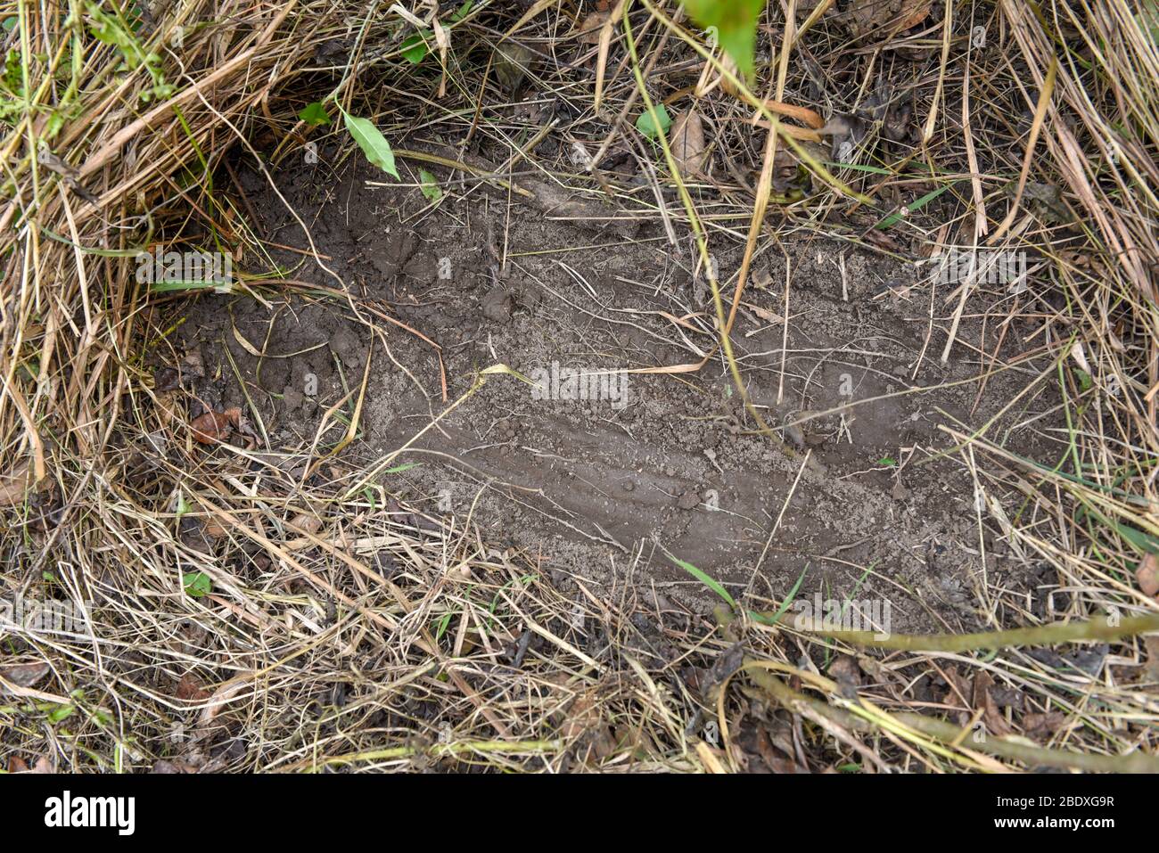 Tiger footprint hi-res stock photography and images - Alamy