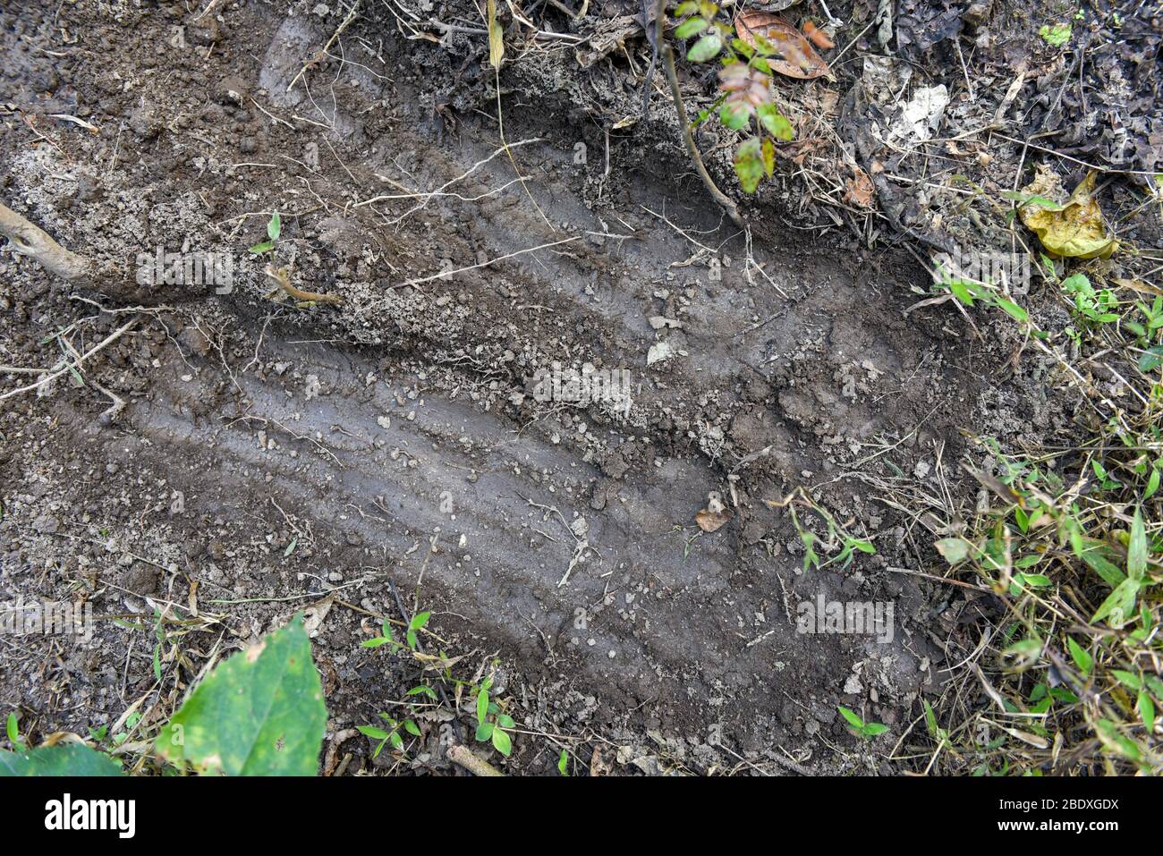 Tiger footprint print nepal hi-res stock photography and images - Alamy