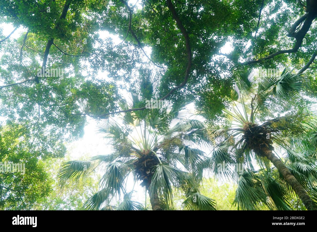 Landscape of tree branches and leaves Stock Photo - Alamy