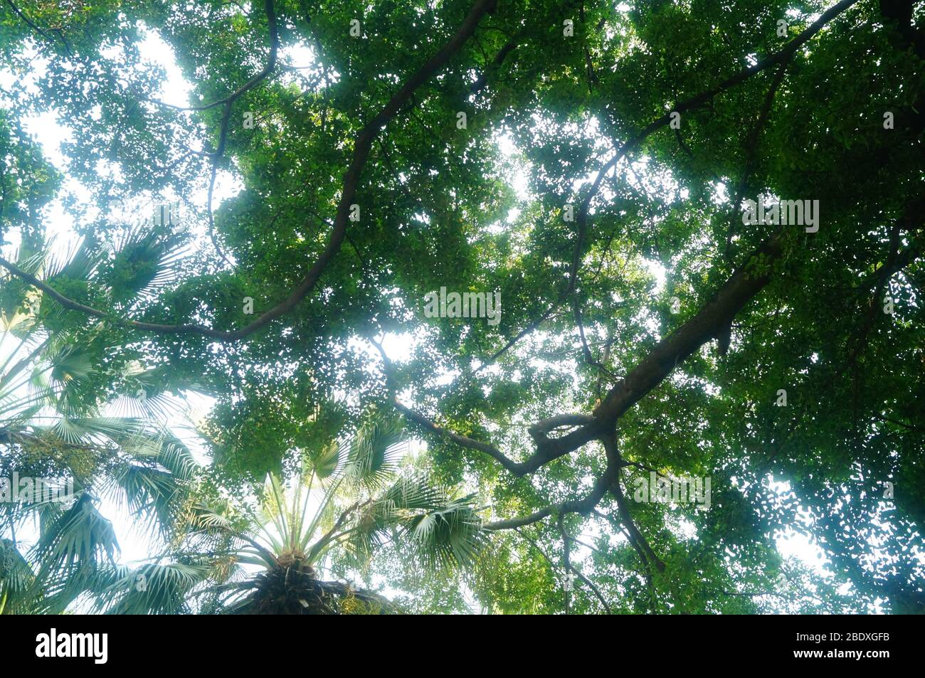 Landscape of tree branches and leaves Stock Photo - Alamy