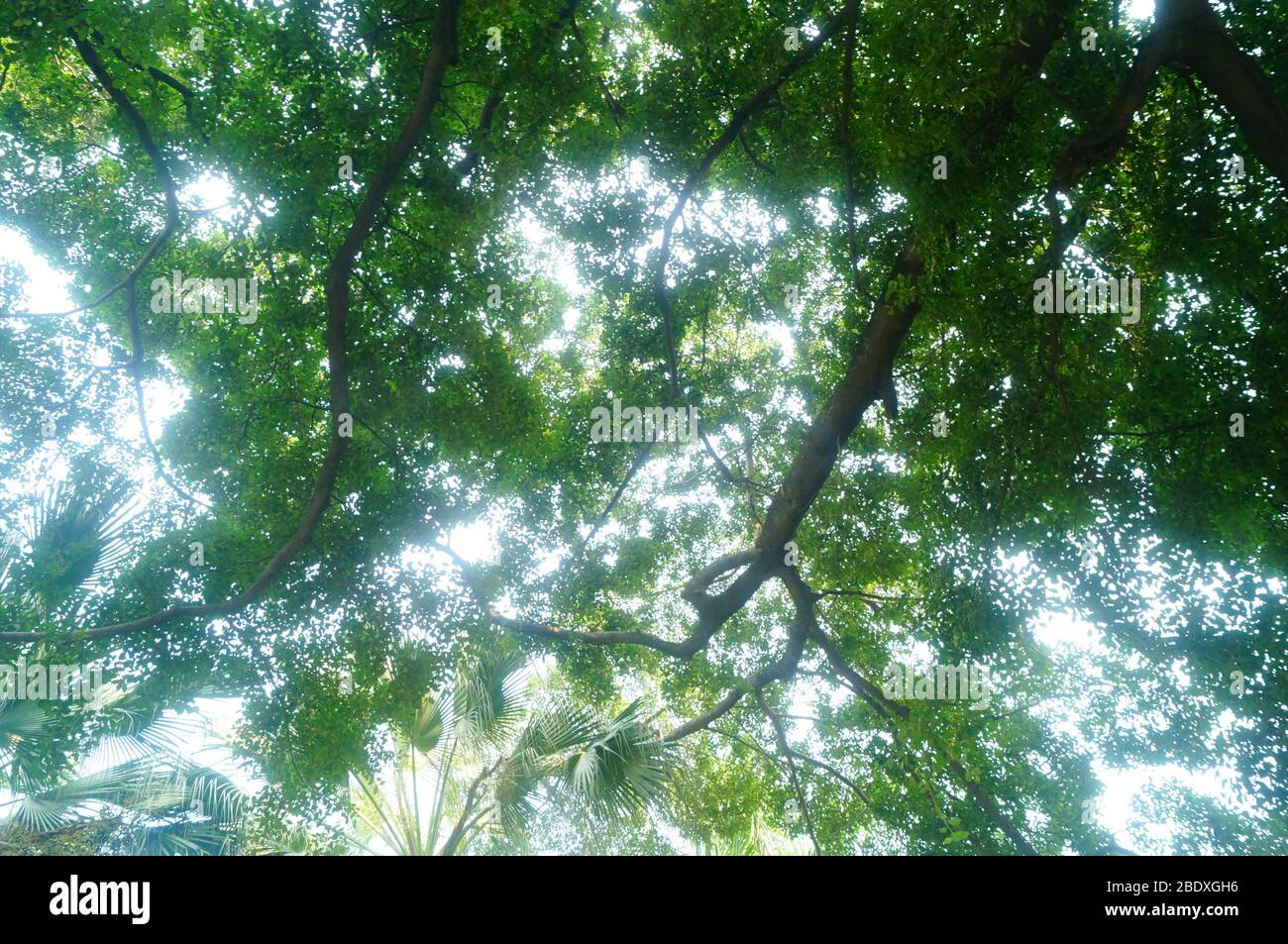 Landscape of tree branches and leaves Stock Photo - Alamy