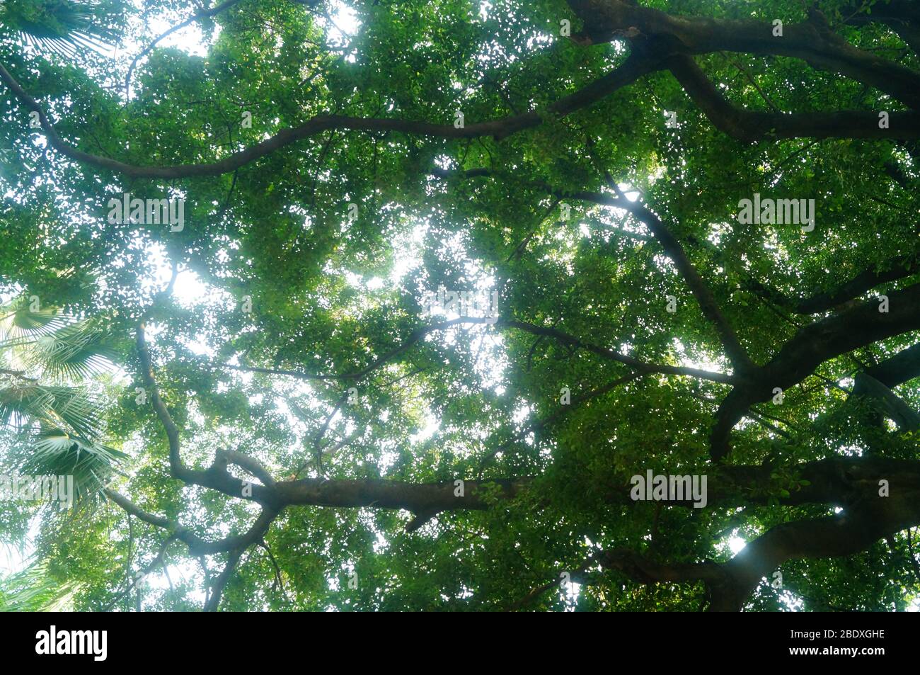 Landscape of tree branches and leaves Stock Photo - Alamy