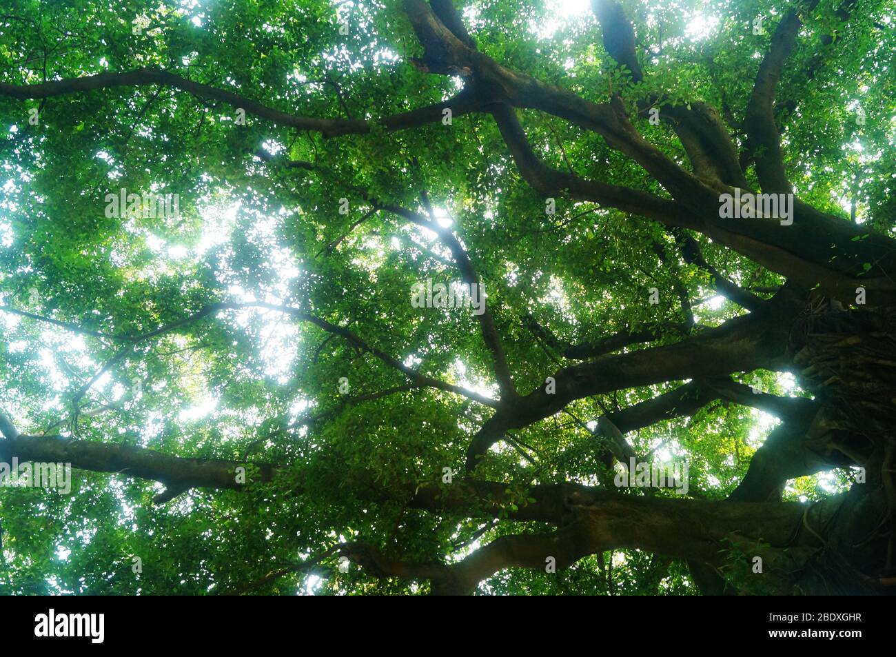 Landscape of tree branches and leaves Stock Photo - Alamy