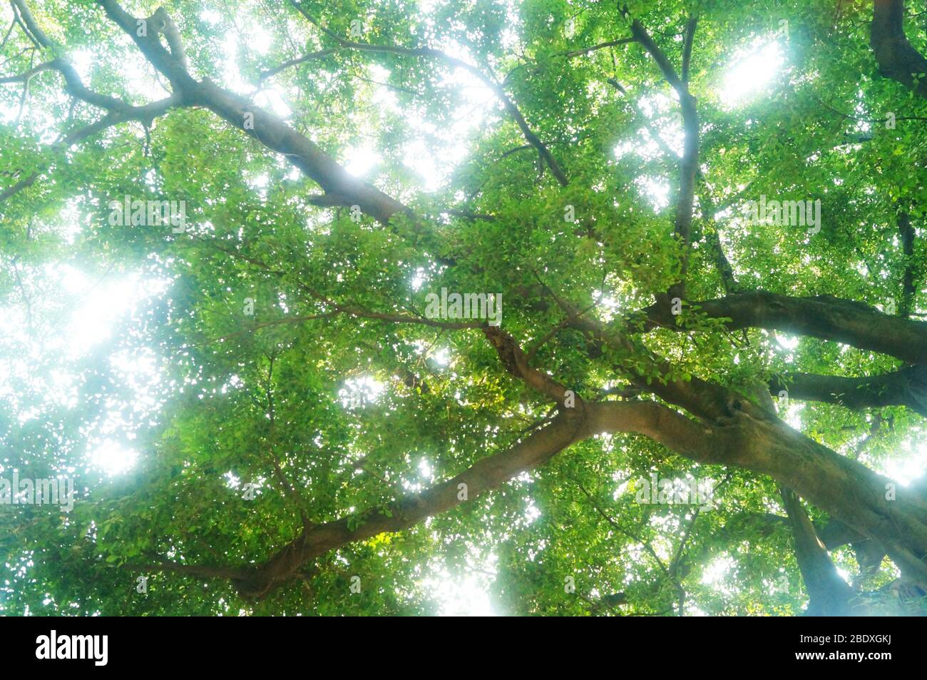 Landscape of tree branches and leaves Stock Photo - Alamy