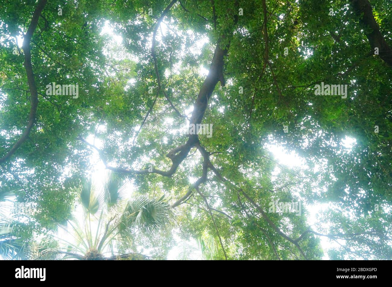Landscape of tree branches and leaves Stock Photo - Alamy