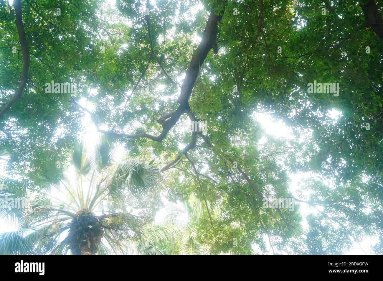 Landscape of tree branches and leaves Stock Photo - Alamy