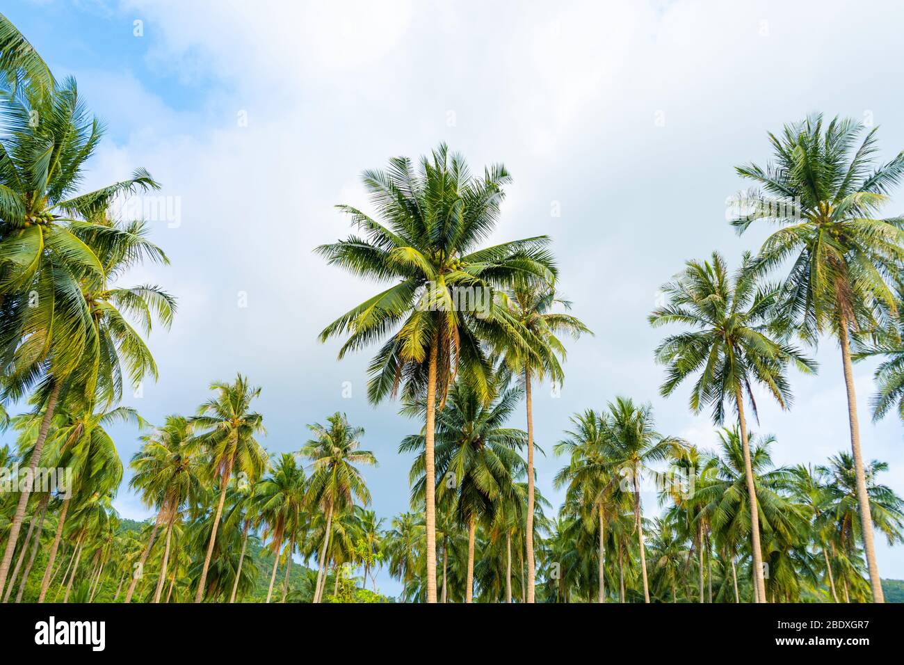 palm grove. Palm trees in the tropical jungle. Symbol of the tropics ...